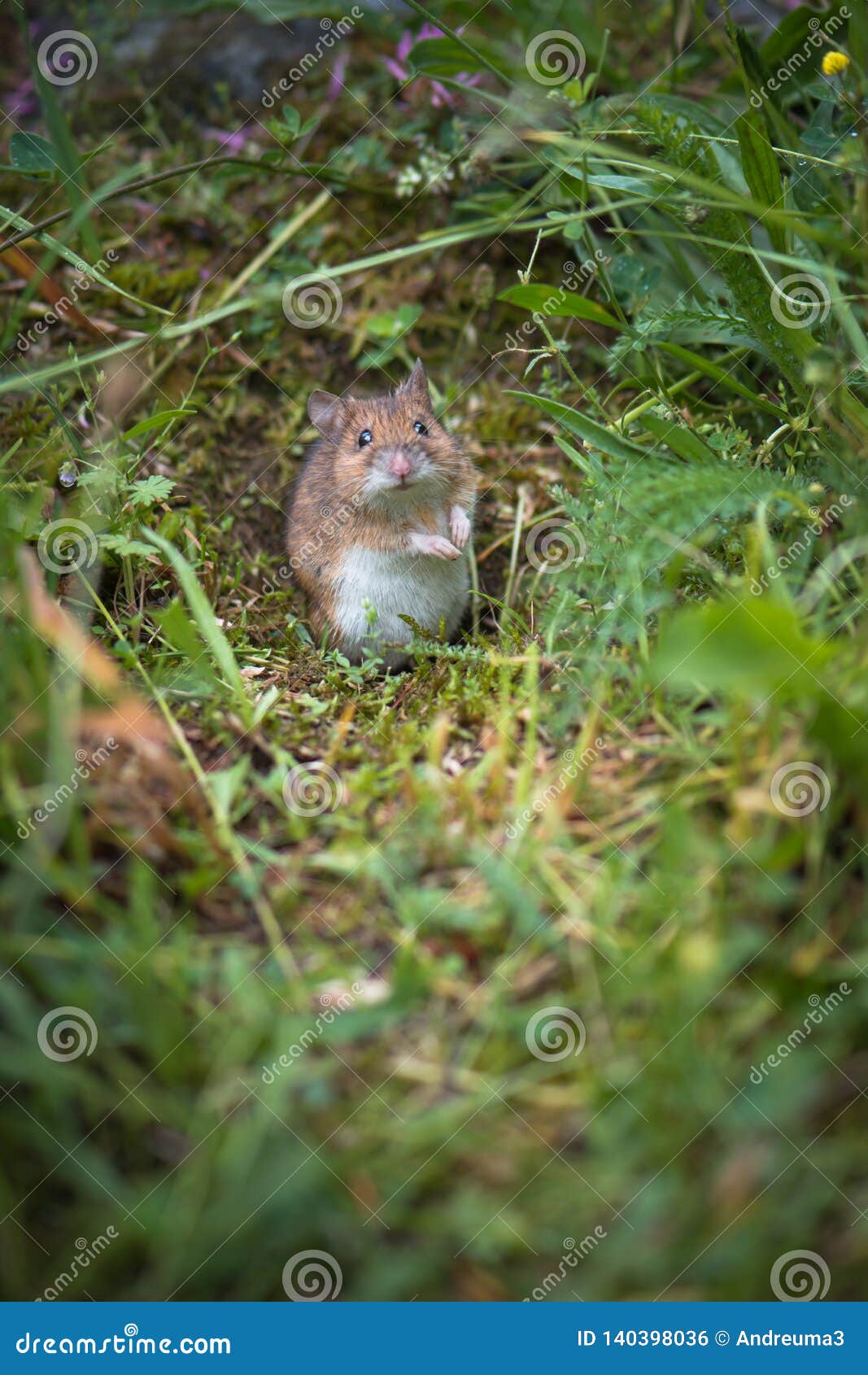 Mouse in the meadow stock photo. Image of rodent, mouse - 140398036