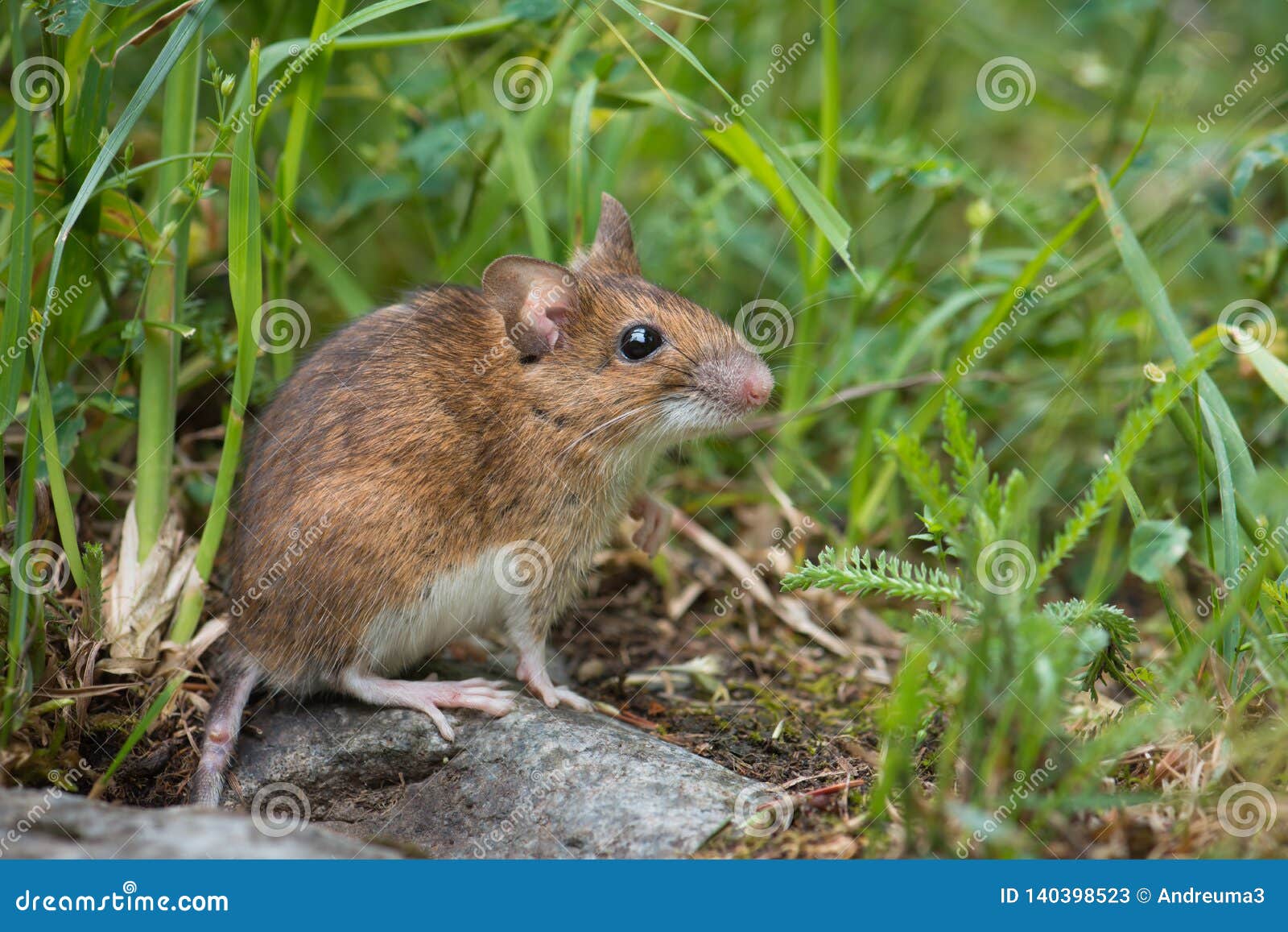 Mouse in the meadow stock image. Image of outside, nature - 140398523