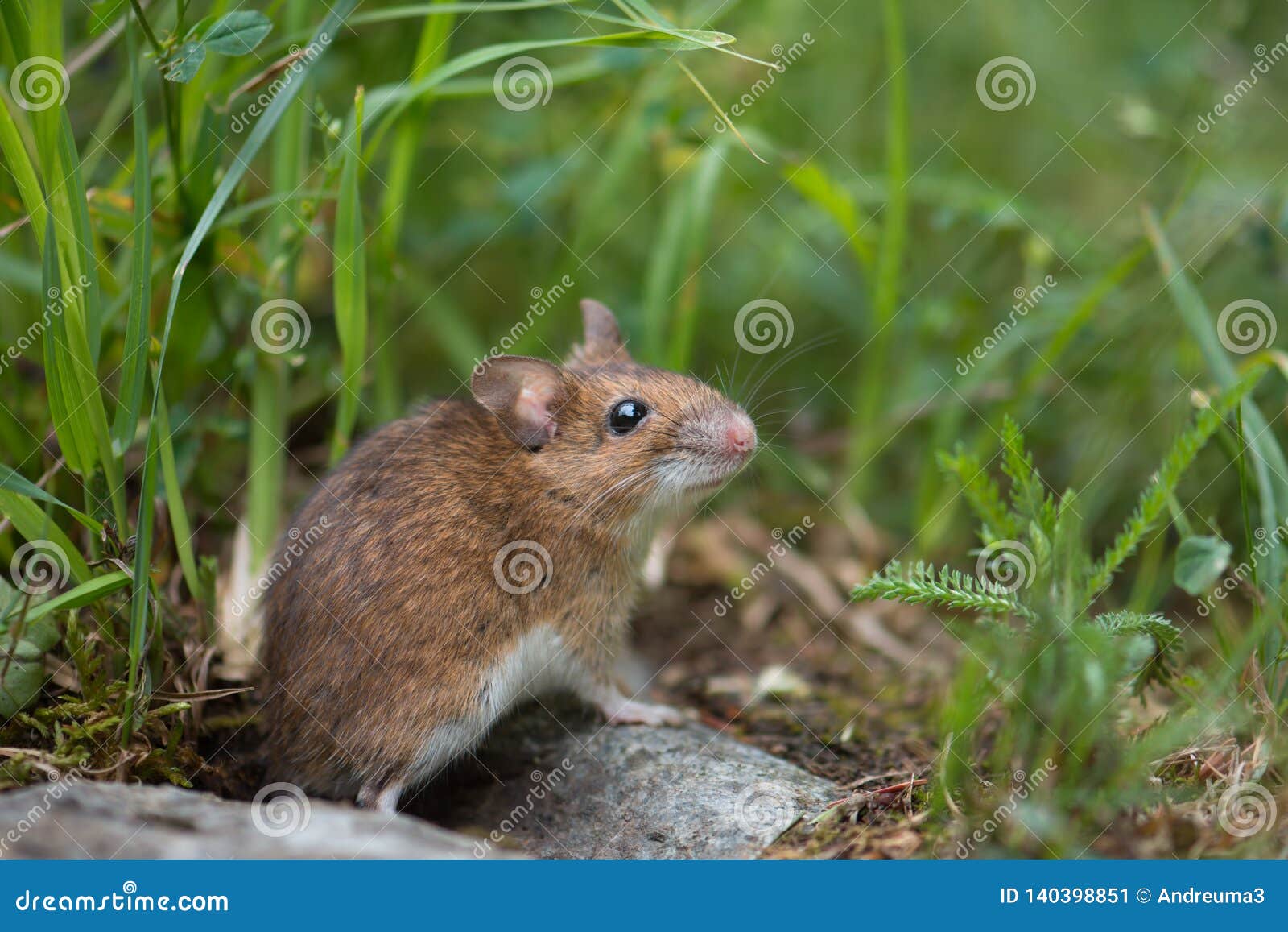 Mouse in the meadow stock image. Image of meadow, rodent - 140398851