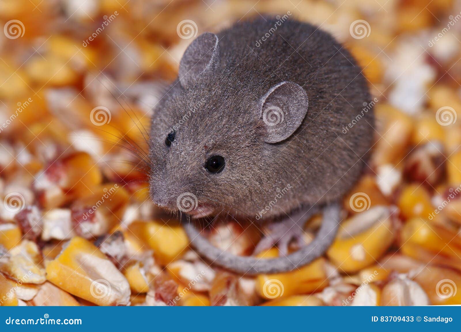 Mouse on corn stock image. Image of grains, brown, mouse - 83709433