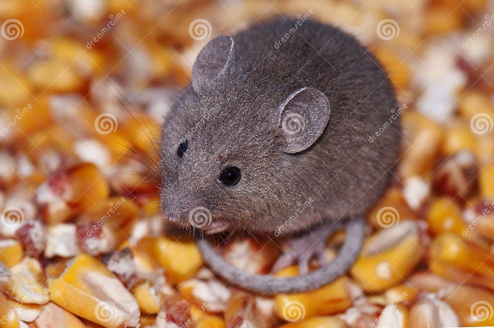 Mouse on corn stock image. Image of grains, brown, mouse - 83709433
