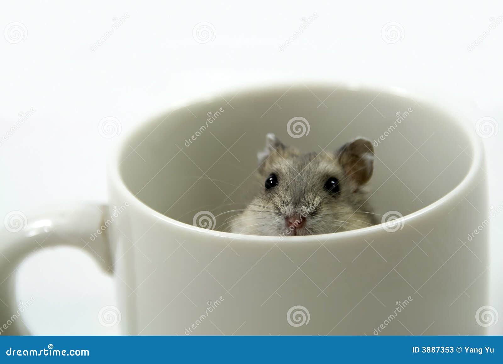 Mouse in cup stock image. Image of hungry, white, mammal - 3887353