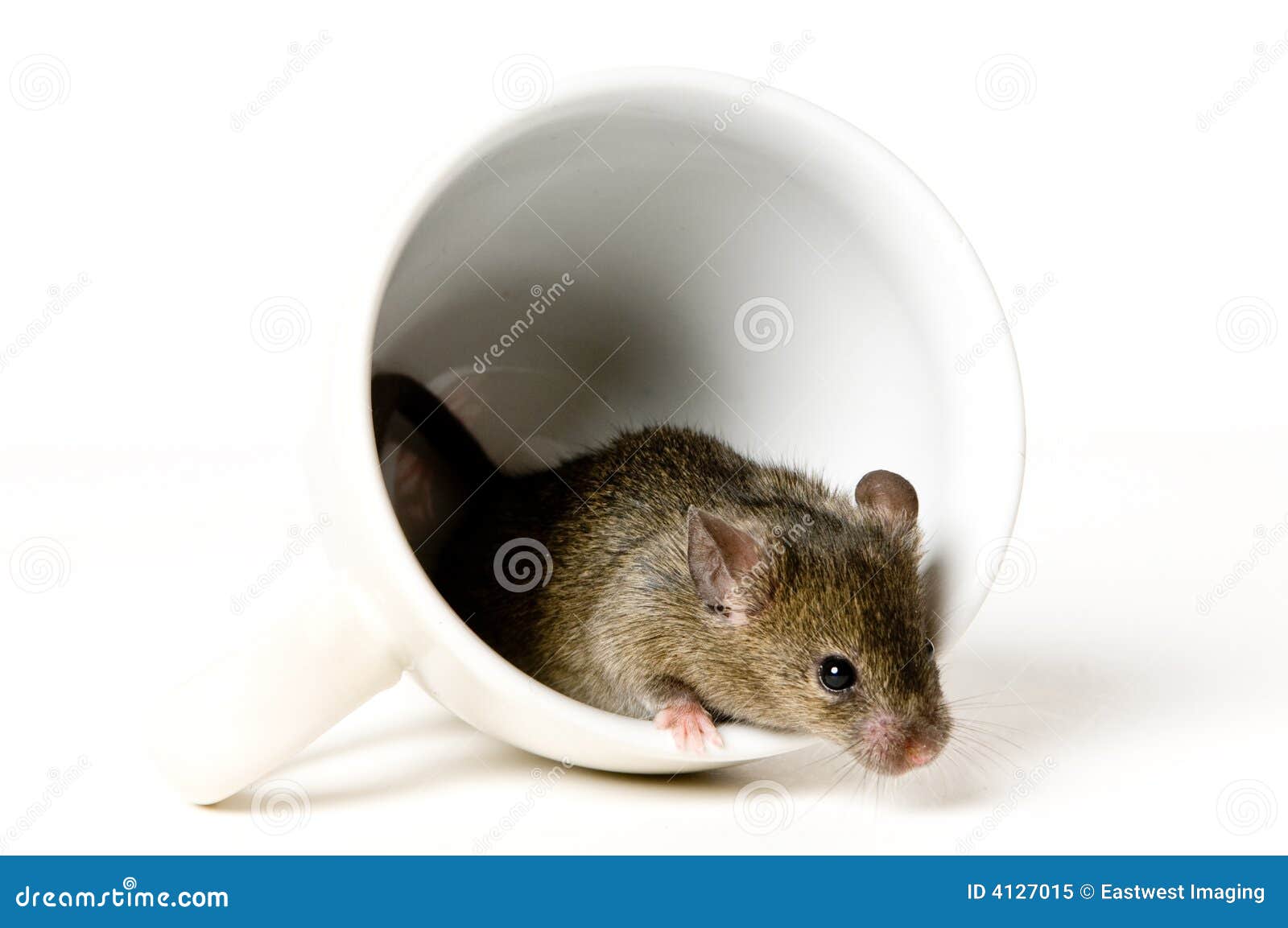Mouse in cup stock image. Image of inside, whiskers, studio - 4127015