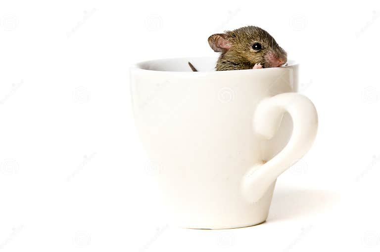 Mouse in cup stock photo. Image of muroidea, brown, tableware - 4127022