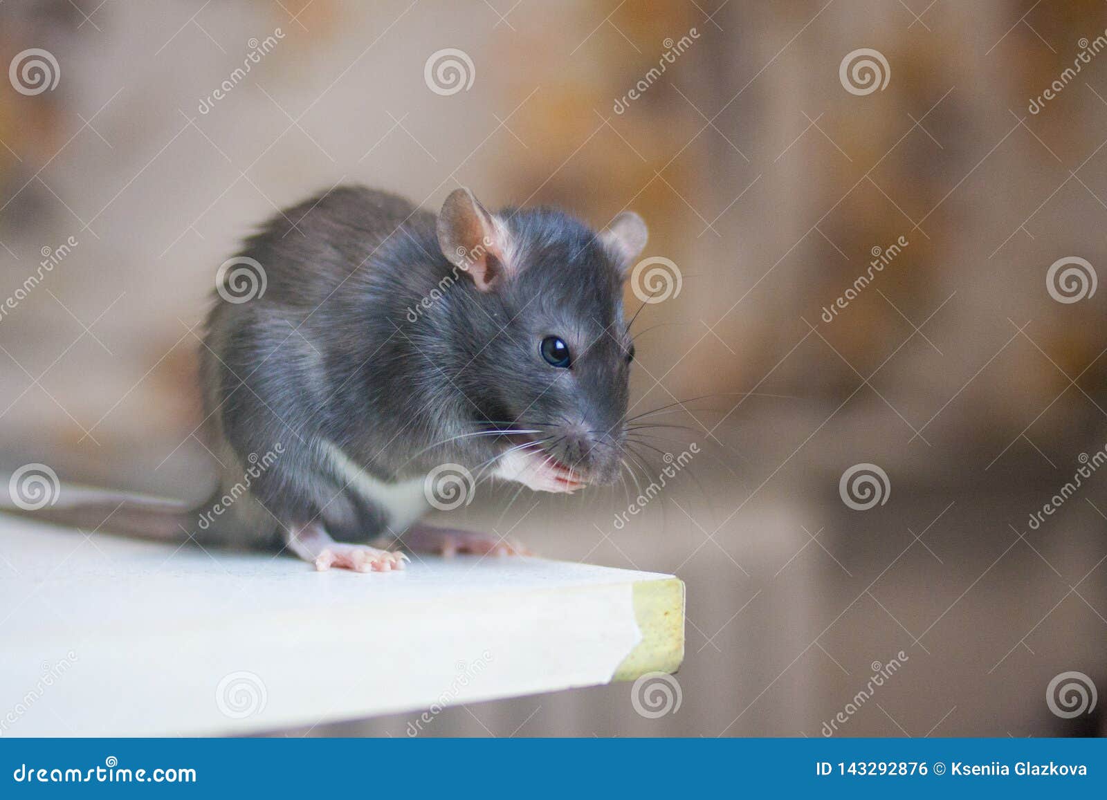 Mouse, Cute Gray Rat Washes His Face. Face Hygiene Stock Photo - Image ...