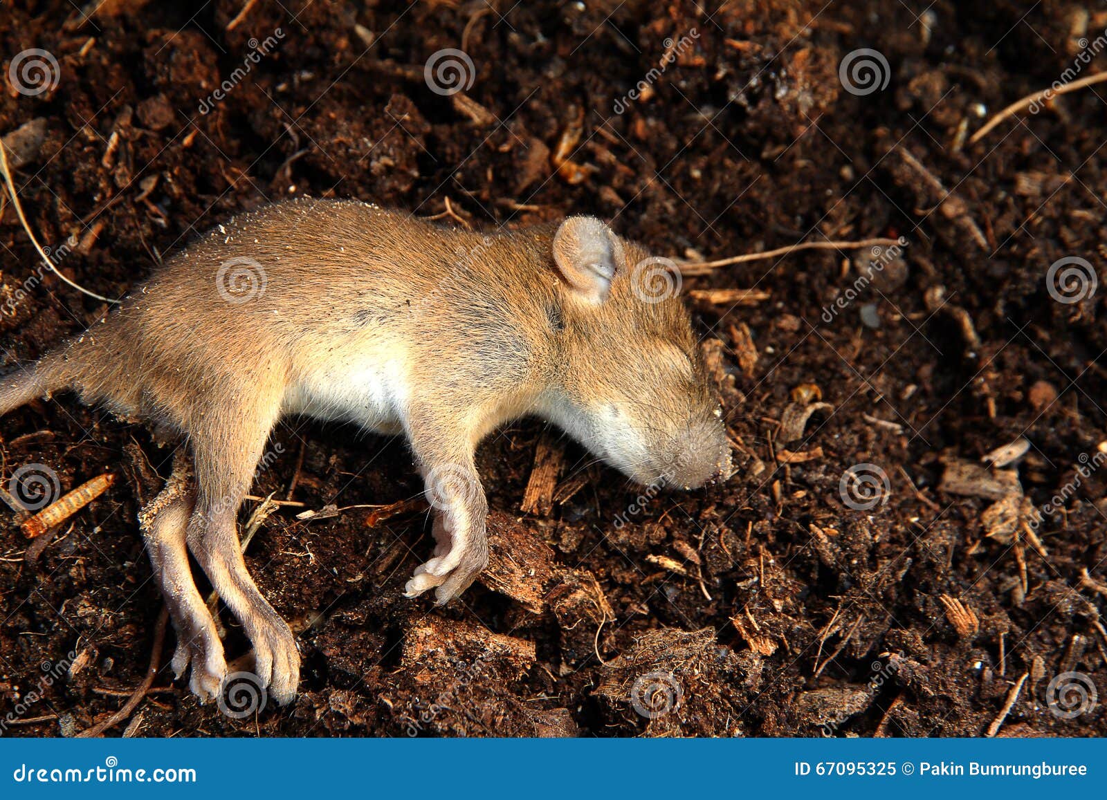 Mouse dead stock image. Image of parasite, nose, looking - 67095325