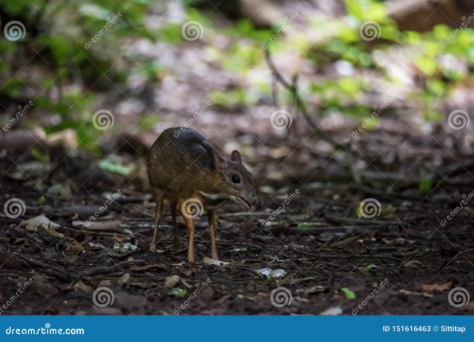 The Mouse Deer or Chevrotain is Smallest Deer Stock Image - Image of ...