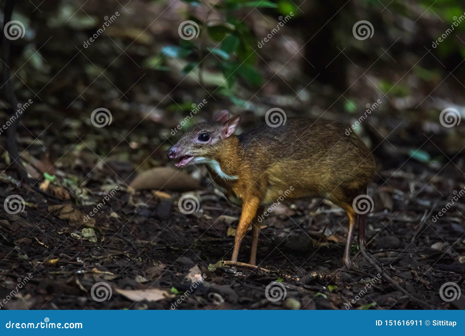 The Mouse Deer or Chevrotain is Smallest Deer Stock Image - Image of ...