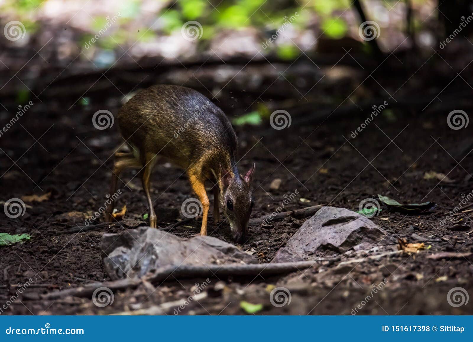 The Mouse Deer or Chevrotain is Smallest Deer Stock Photo - Image of ...