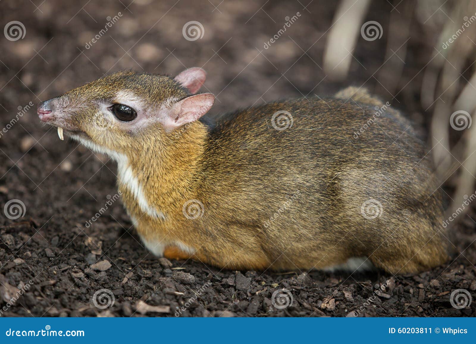 Mouse deer stock image. Image of stare, grass, fawn, walk - 60203811