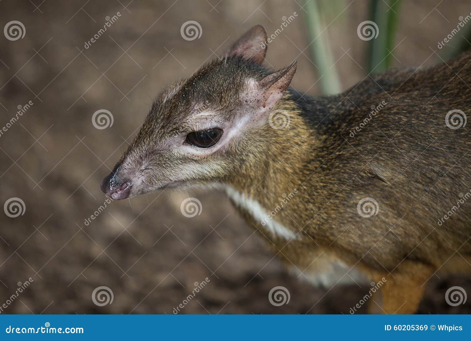 Mouse deer stock image. Image of ears, single, eyes, wilderness - 60205369