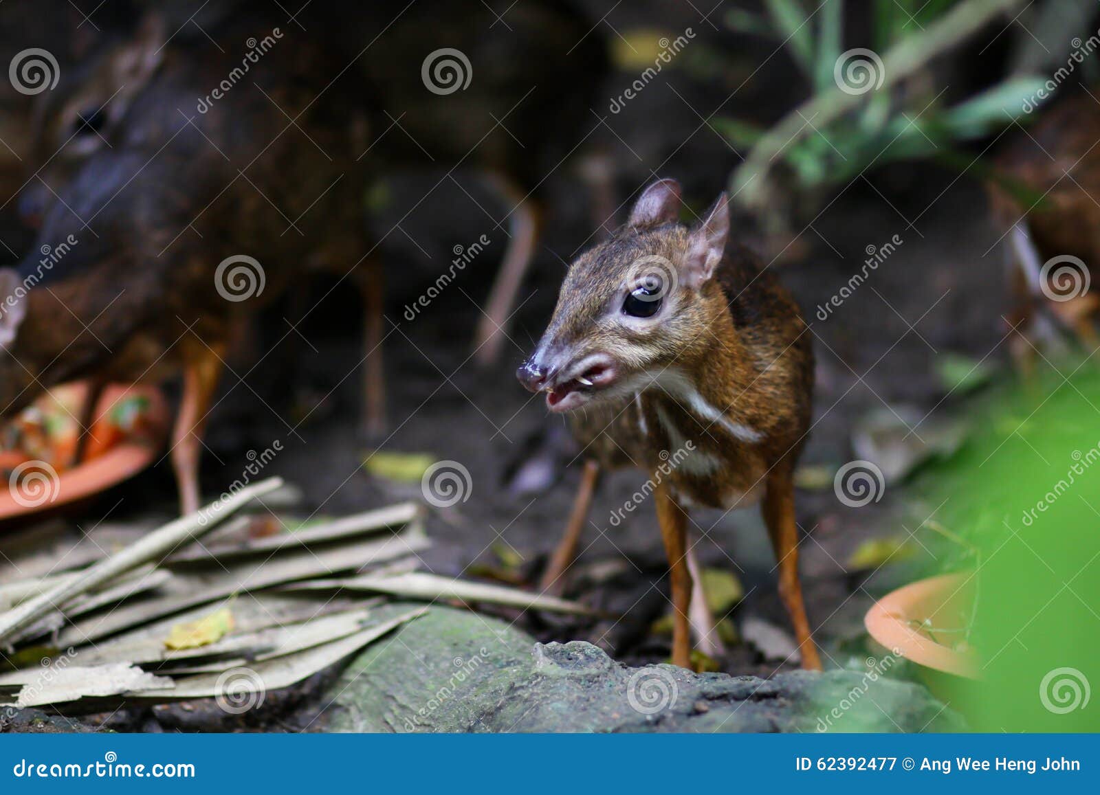 Mouse Deer stock image. Image of life, gardens, mouse - 62392477