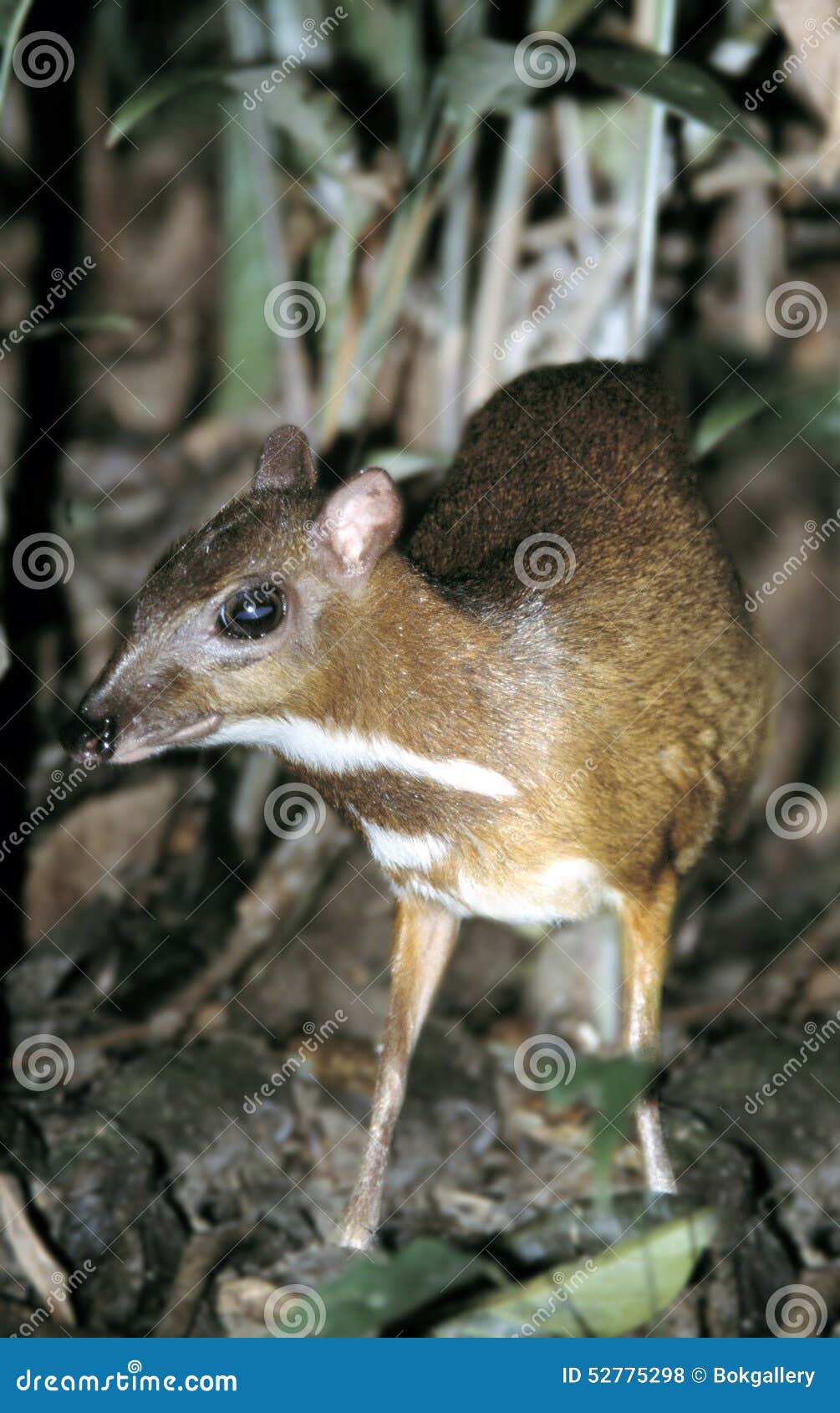 Mouse deer stock photo. Image of natural, animal, horns - 52775298