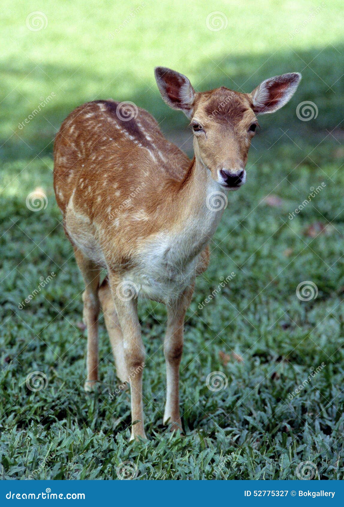 Mouse deer stock image. Image of hornsn, animal, wildlife - 52775327