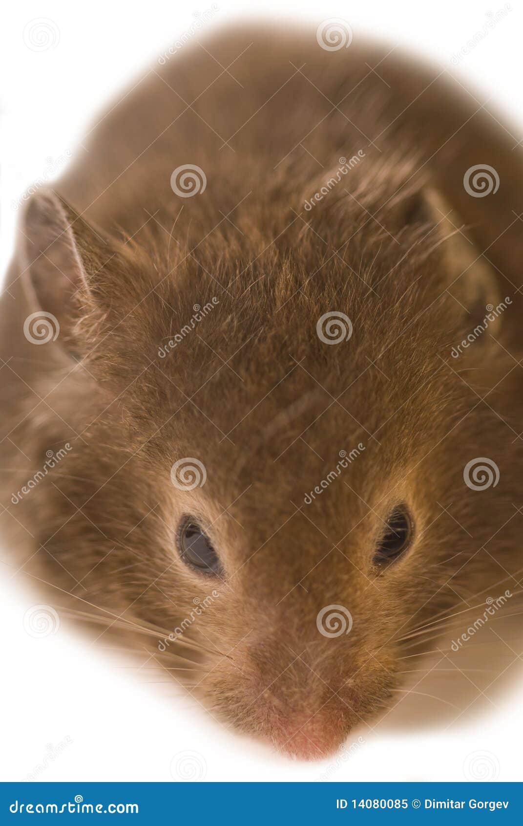 Mouse del Brown su bianco immagine stock. Immagine di roditore - 14080085