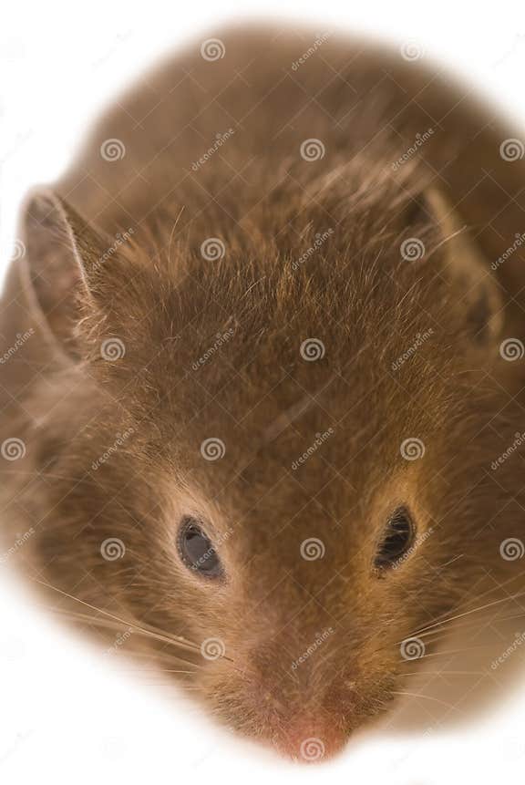 Mouse del Brown su bianco immagine stock. Immagine di roditore - 14080085