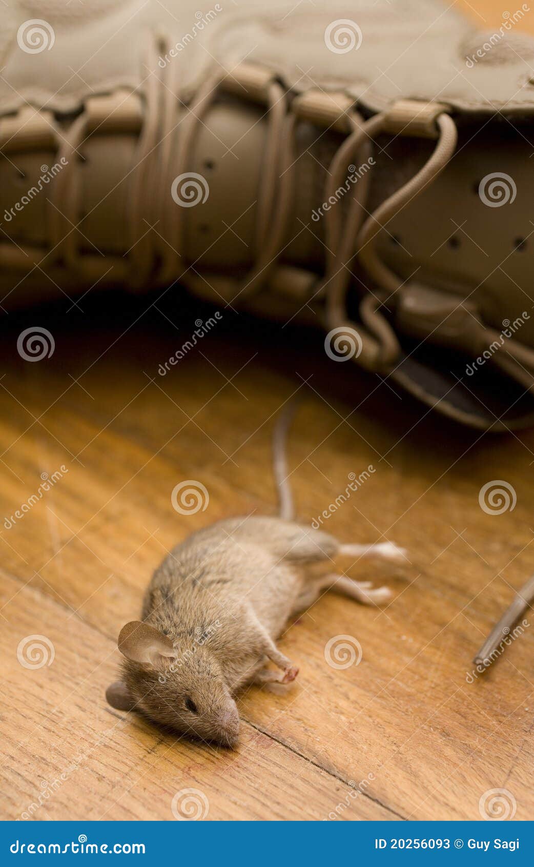 Mouse that Died from Boot Stench Stock Image - Image of whiskers ...