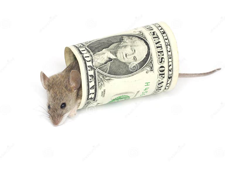 Mouse and the dollar stock photo. Image of currency, work - 28897386