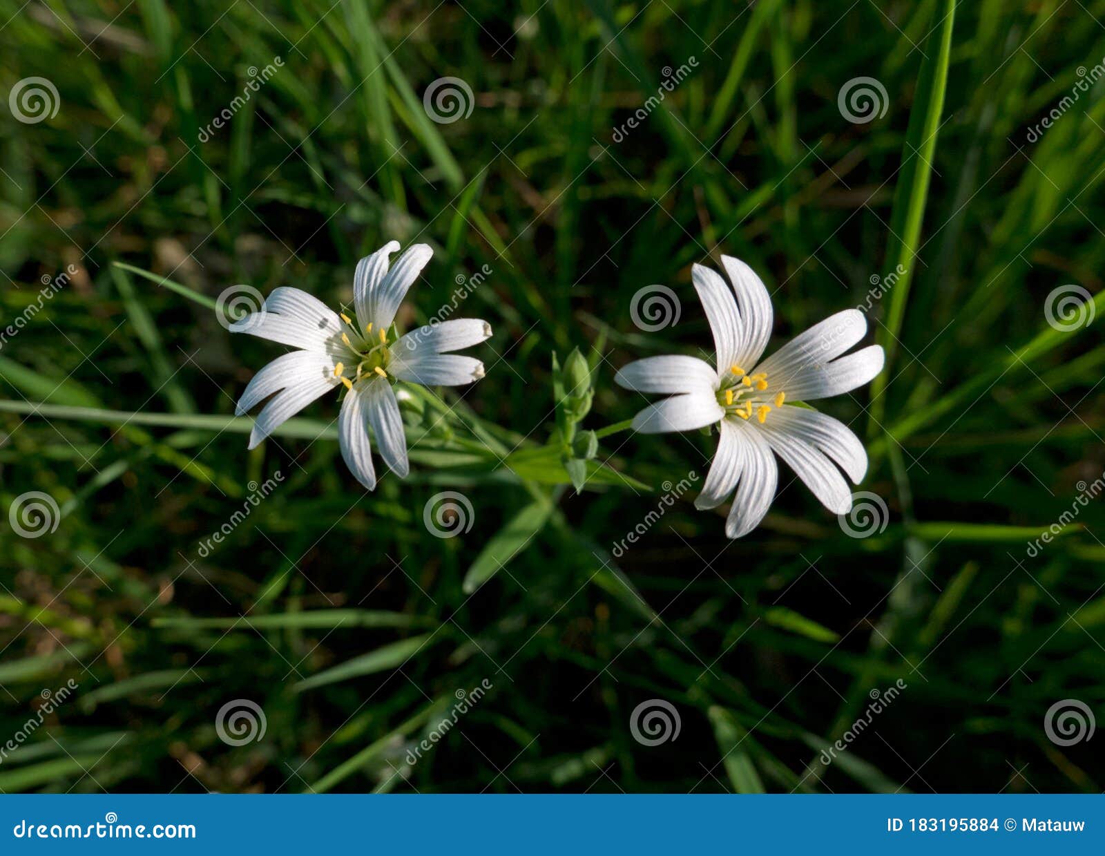 Mouse-ear chickweed stock photo. Image of starweed, bloom - 183195884