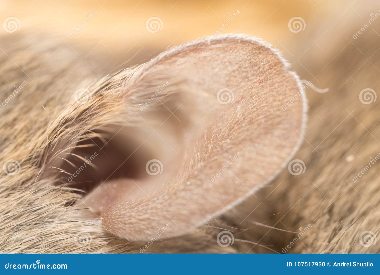Mouse ear. close stock photo. Image of domestic, lovely - 107517930