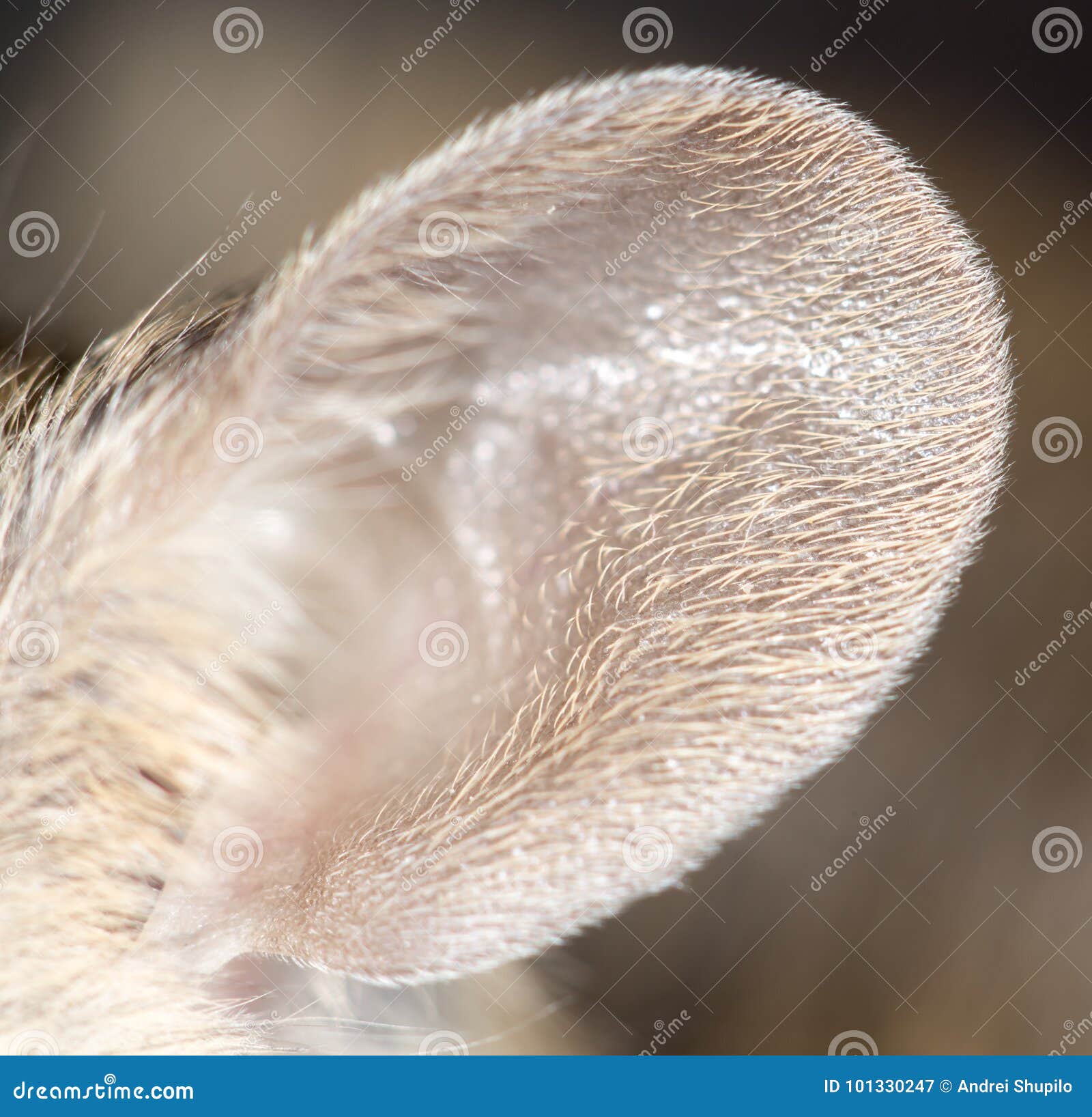 Mouse ear. close-up stock image. Image of mouse, funny - 101330247