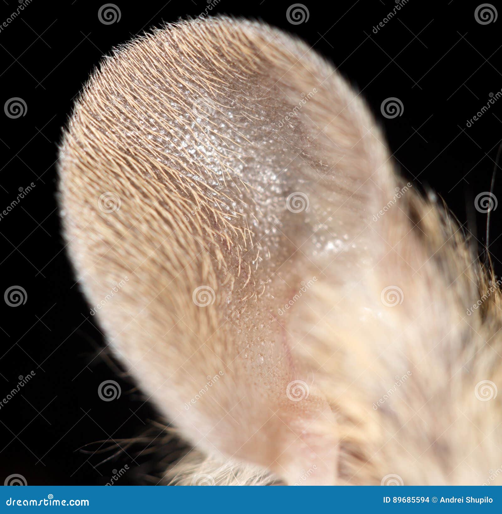 Mouse ear. close-up stock photo. Image of face, laboratory - 89685594