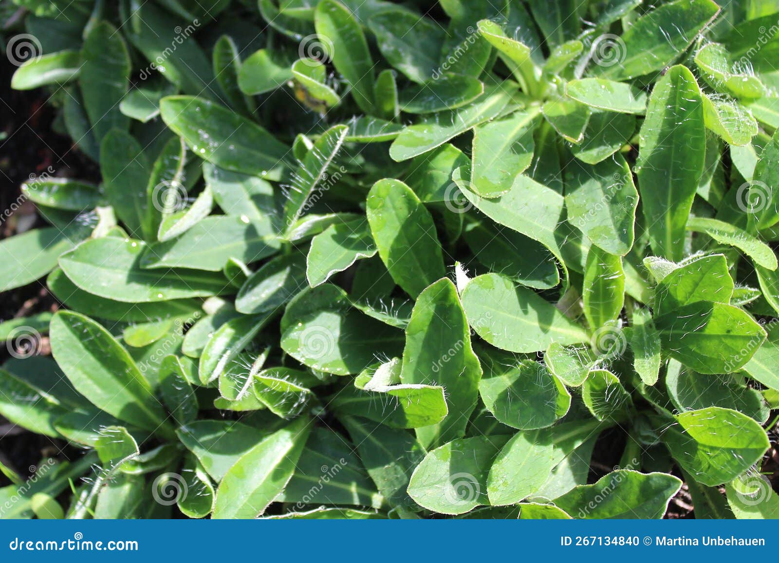Mouse ear hawkweed stock photo. Image of mouseearhawkweed - 267134840