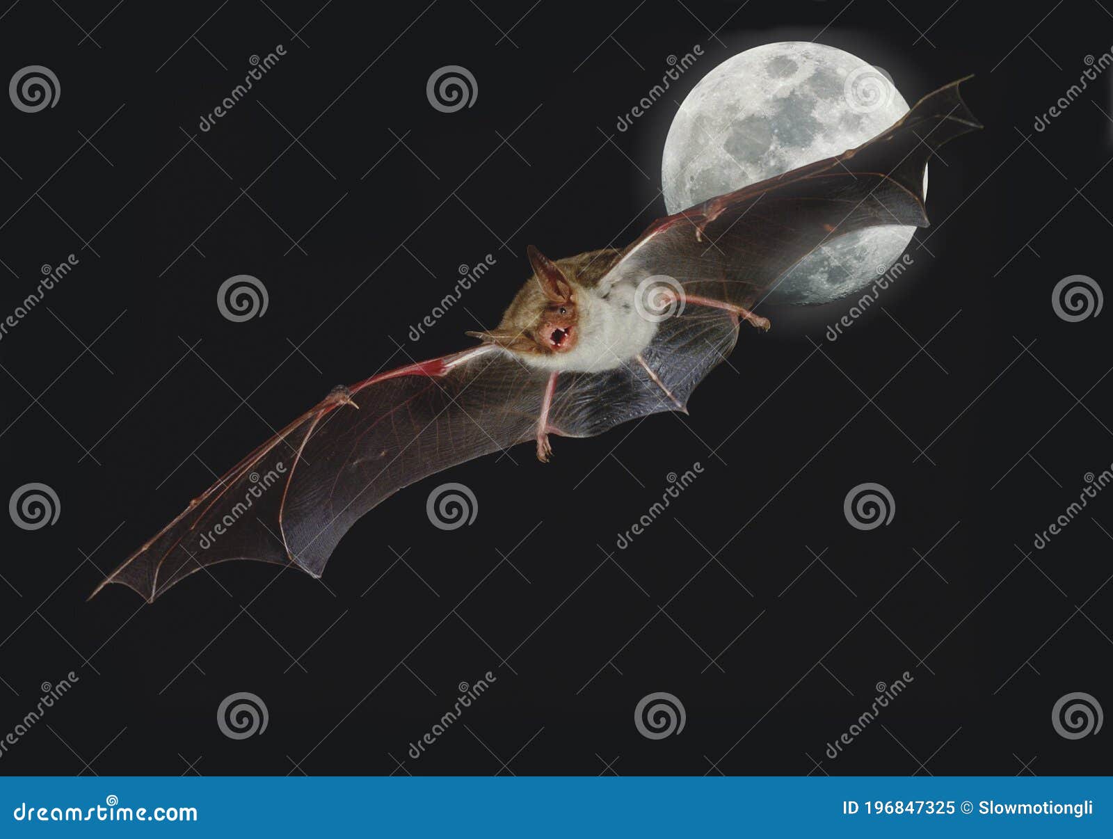 Mouse-eared Bat, Myotis Myotis, Flight at Full Moon Stock Image - Image ...