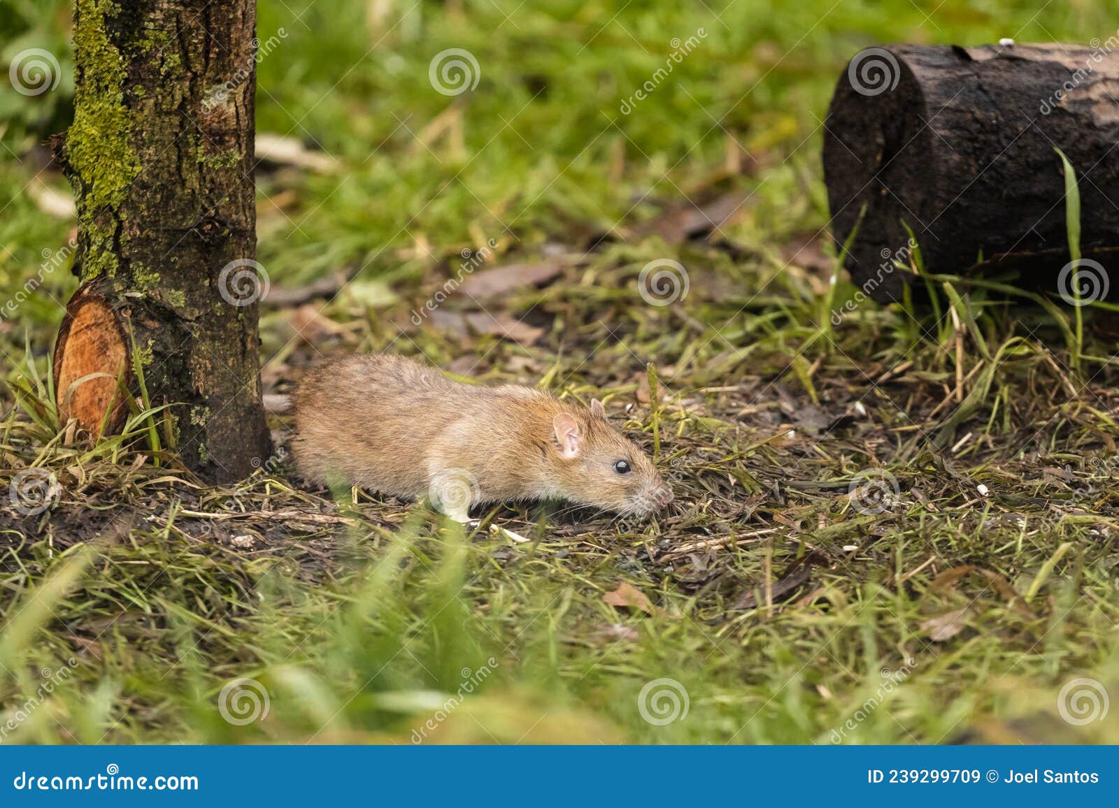 Mouse Eating Fallen Seed in the Floor Stock Image - Image of wildlife ...