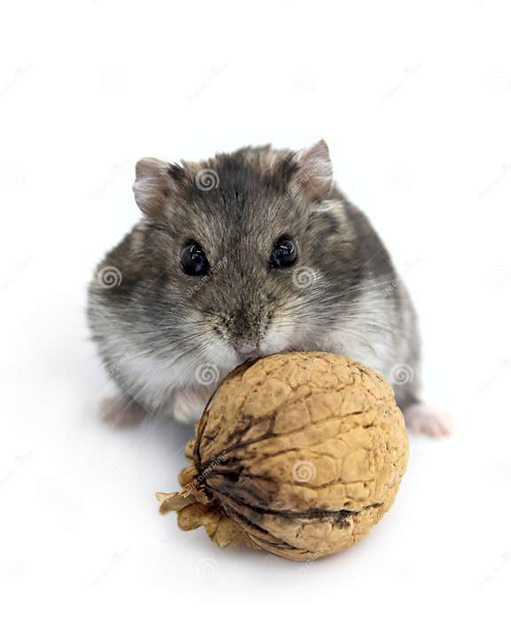 Mouse with Nut Isolated on White Stock Image - Image of leaf, fresh ...