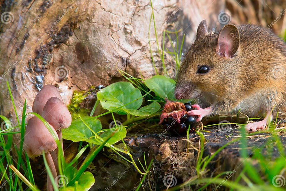 Mouse eating raspberry stock photo. Image of england - 22728598