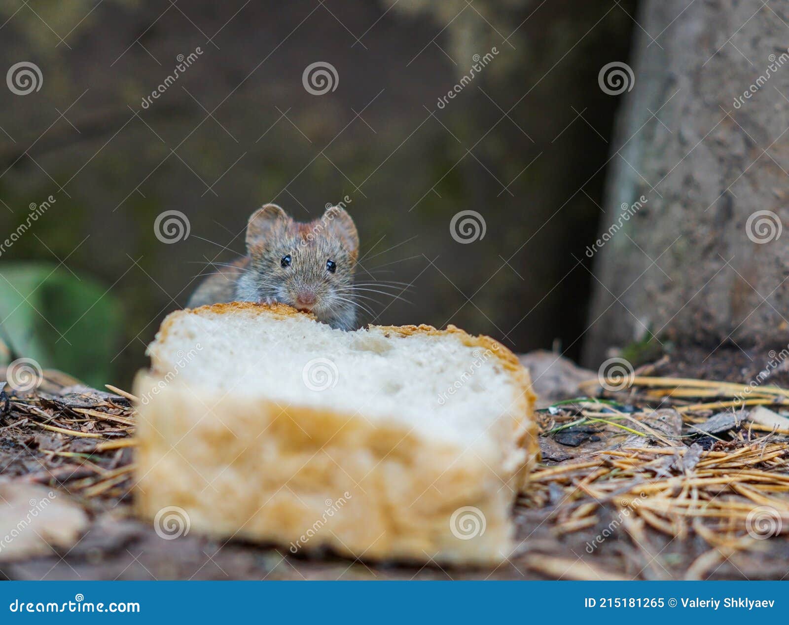 Mouse Eats a Piece of Lunch Stock Image - Image of culinary, gourmet ...