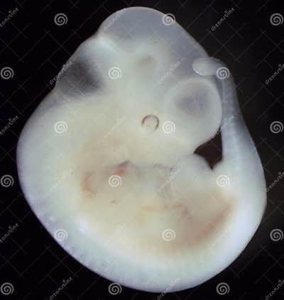 Mouse Embryo, Day 11 of Development Stock Image - Image of biology ...