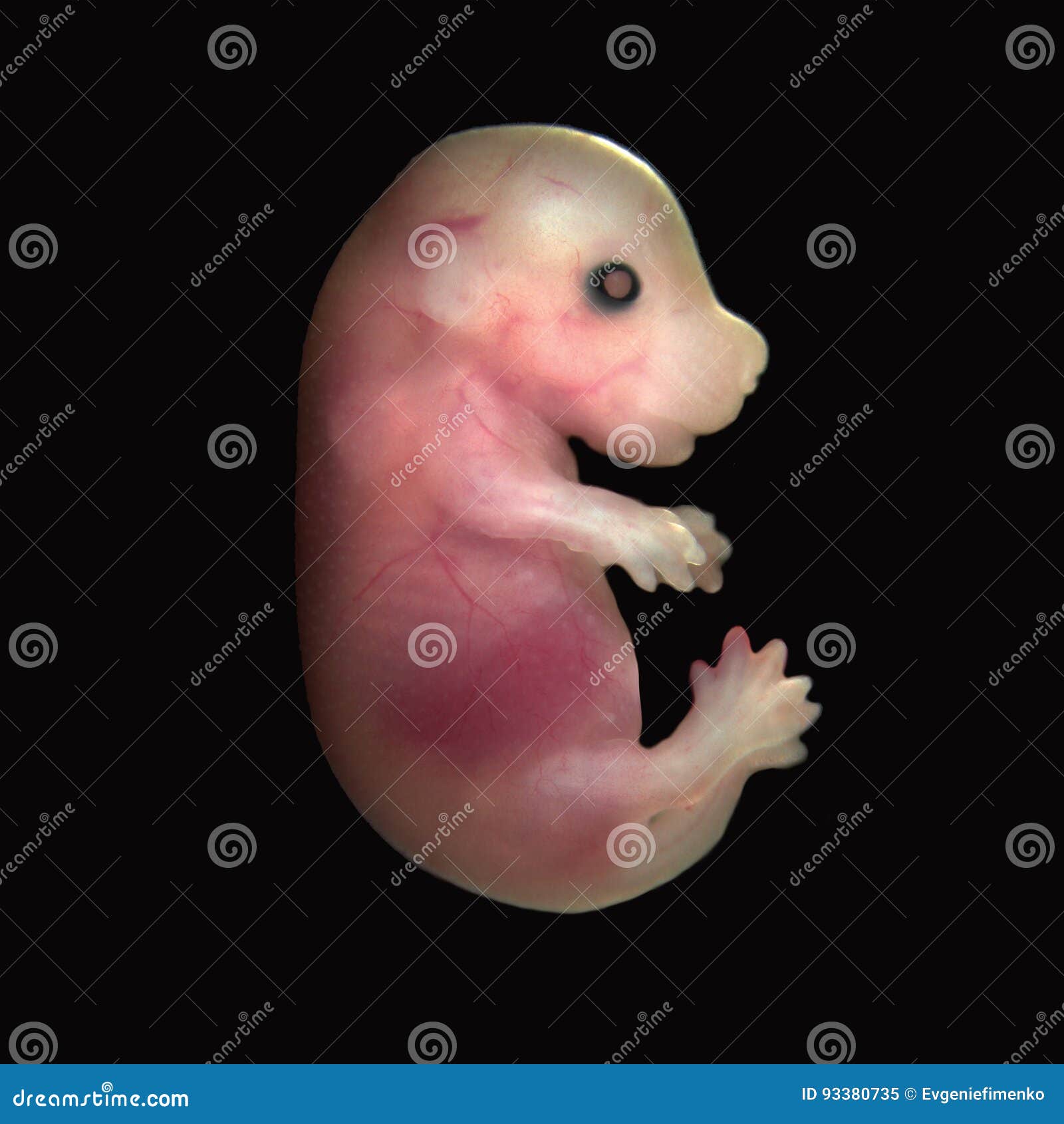 Mouse Embryo, Day 17 of Development Stock Image - Image of anatomy ...