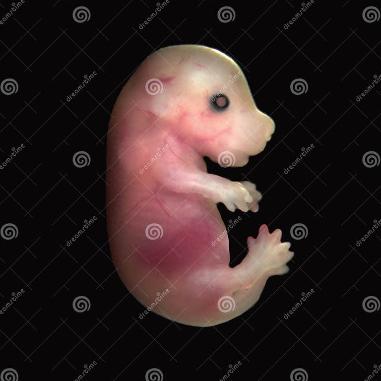 Mouse Embryo, Day 17 of Development Stock Image - Image of anatomy ...