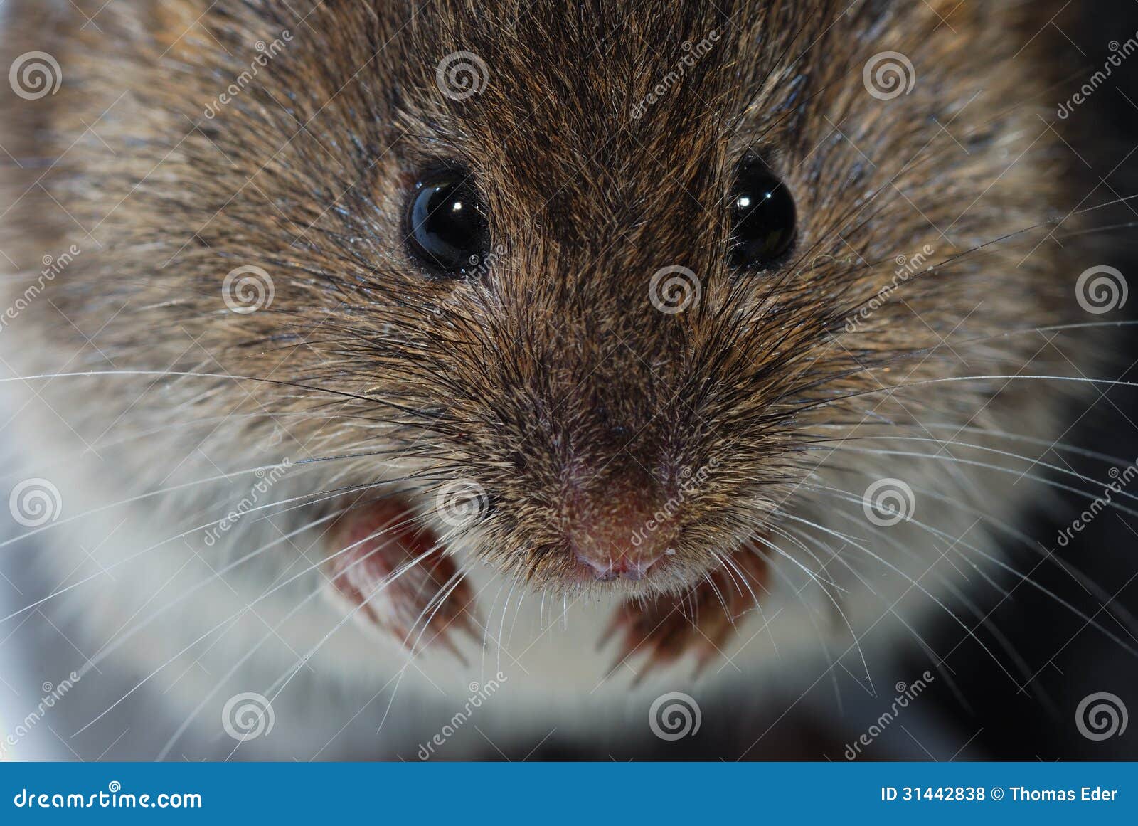 Mouse Face Royalty Free Stock Photos - Image: 31442838