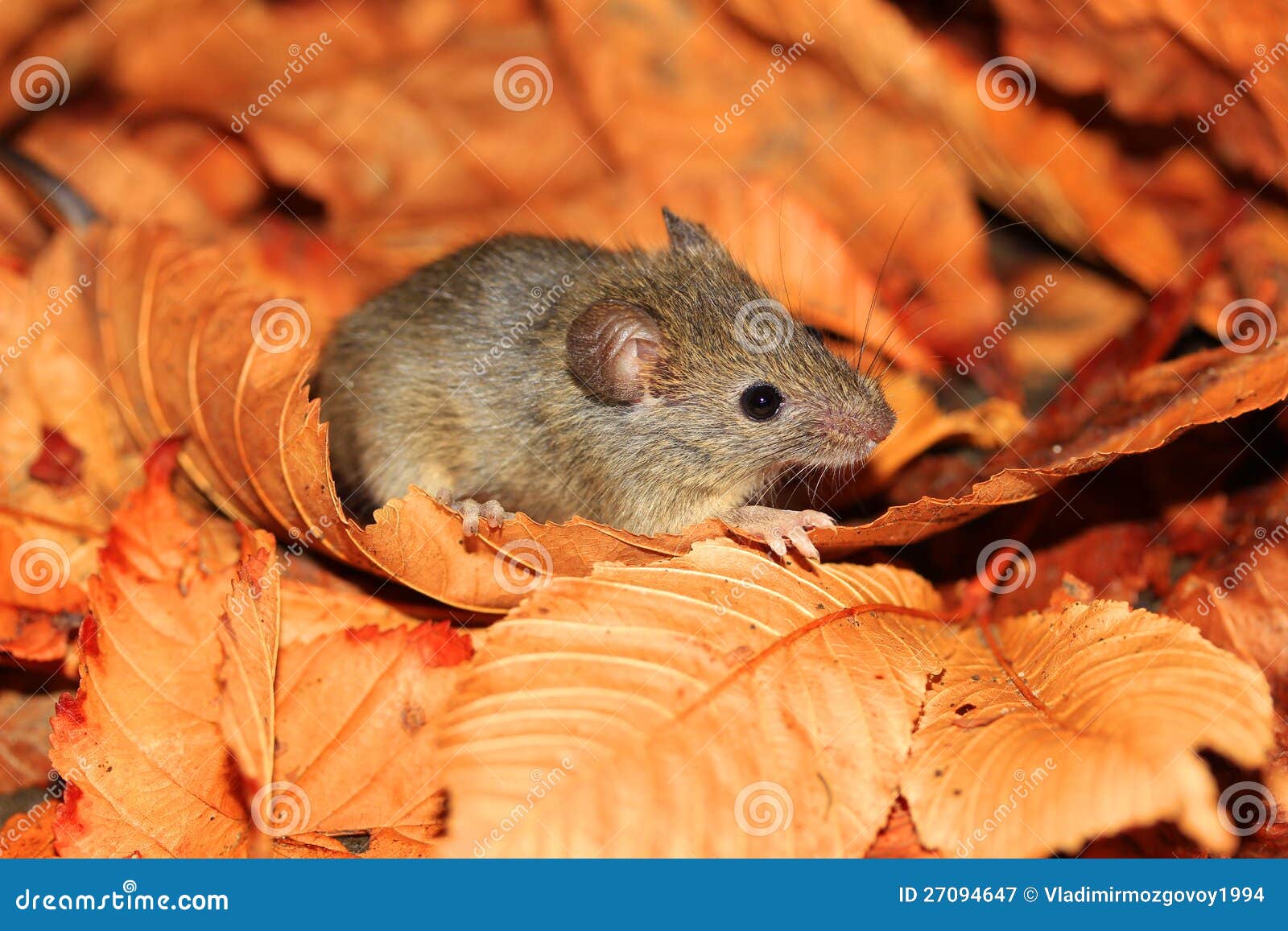 Mouse in fallen leaves stock image. Image of wild, life - 27094647