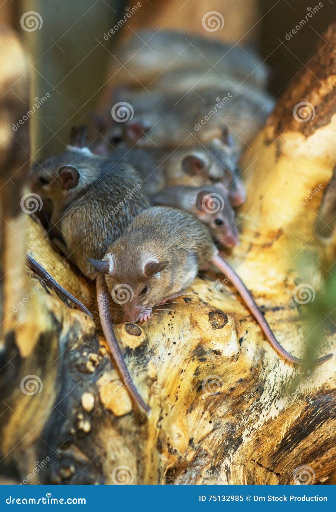 Mouse family. stock image. Image of portrait, group, mouse - 75132985