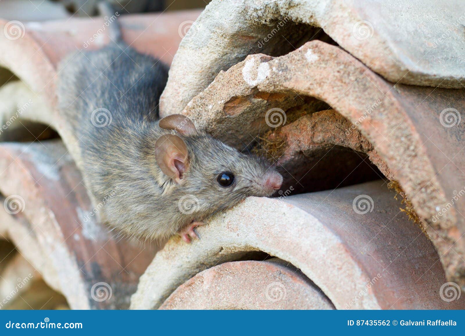 Mouse Field Hides between the Tiles. Stock Photo - Image of common ...