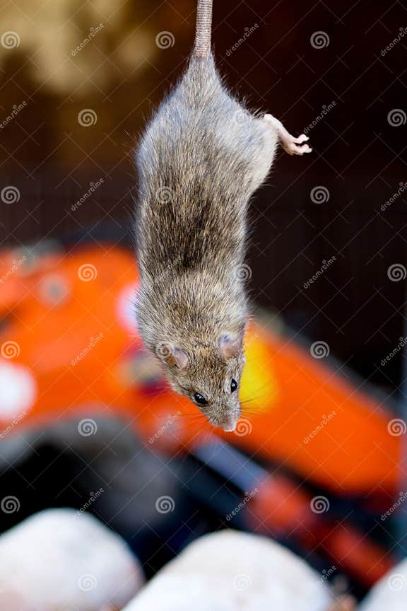 Mouse Field Hung Upside Down Stock Image - Image of small, grey: 87437355