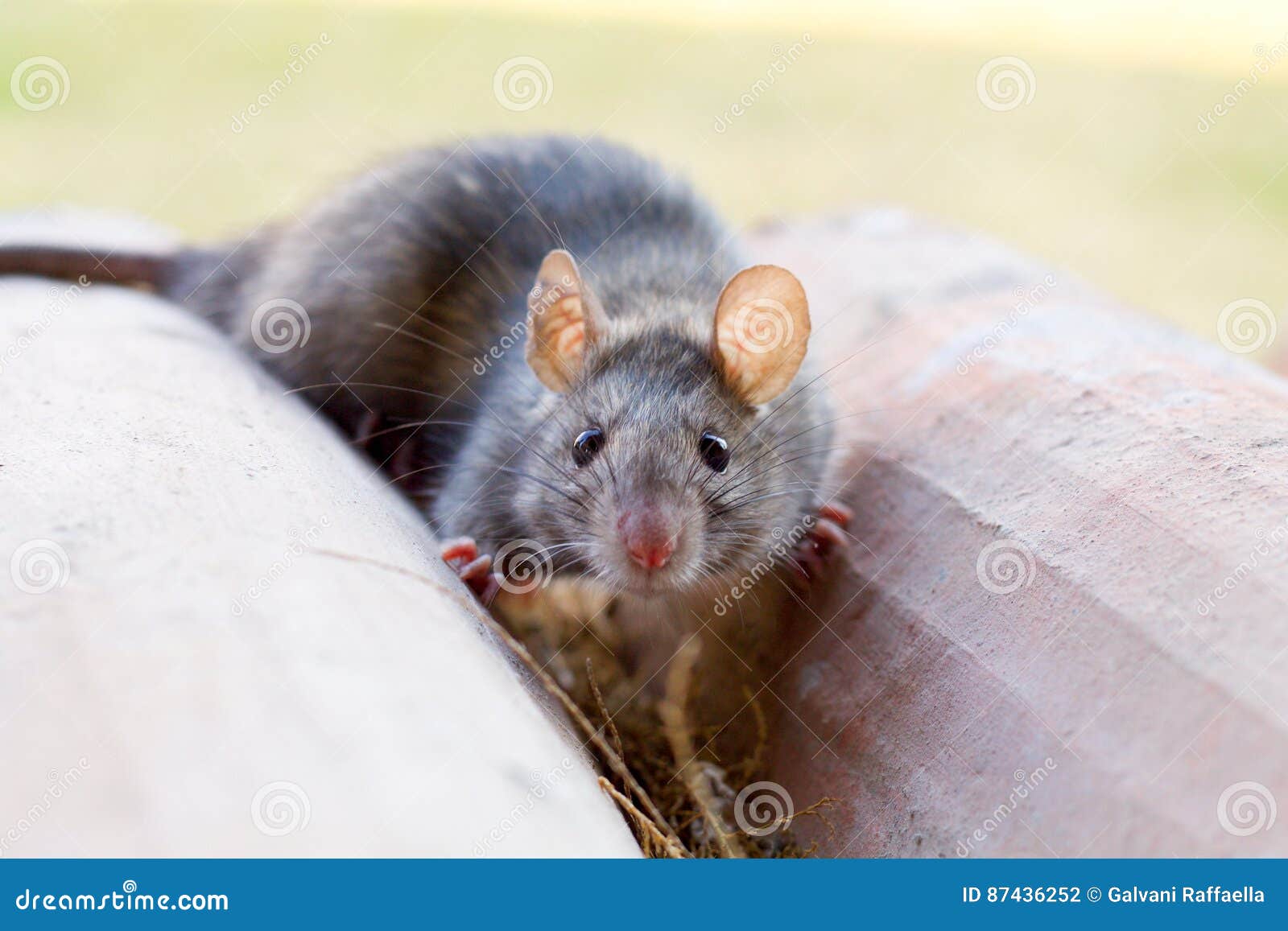 Mouse Field between Two Tiles Looking in Camera Stock Photo - Image of ...