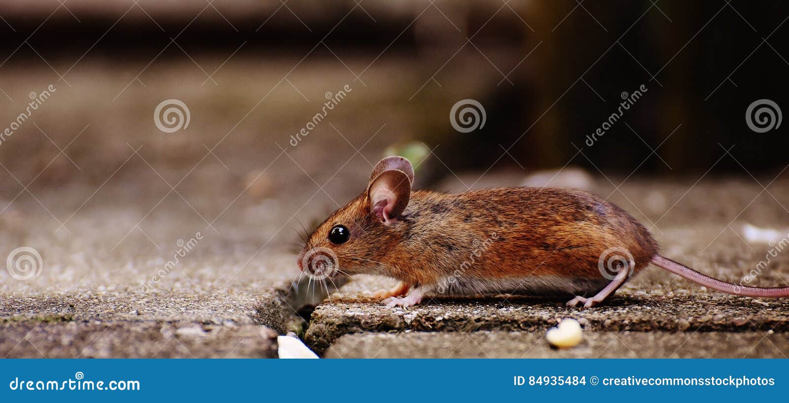 Mouse On Floor Picture. Image: 84935484