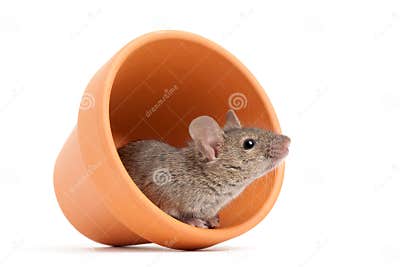 Mouse in Flower Pot Isolated on White Stock Photo - Image of ceramic ...