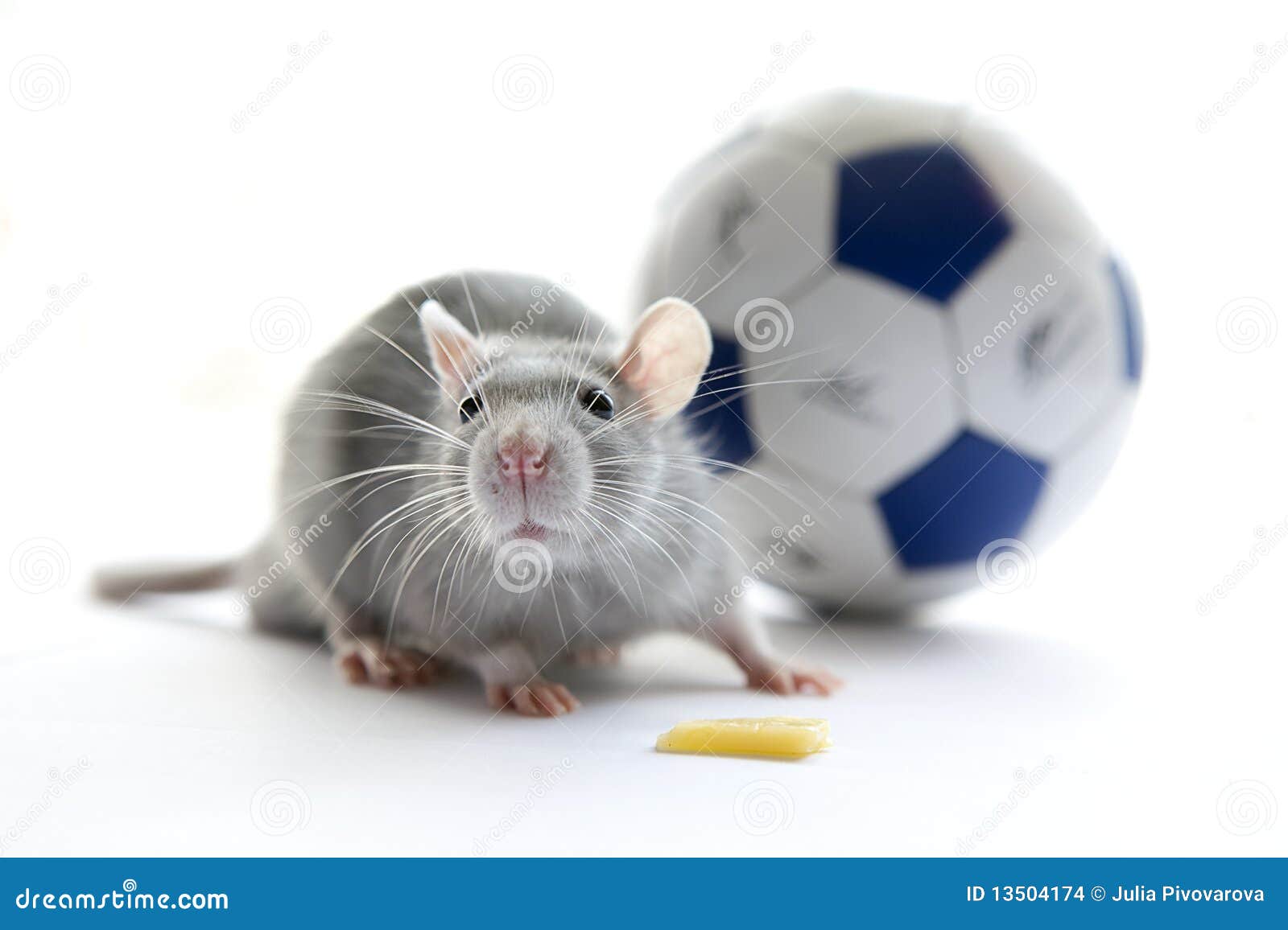 Mouse and Football Over White. Stock Photo - Image of whisker, mammal ...