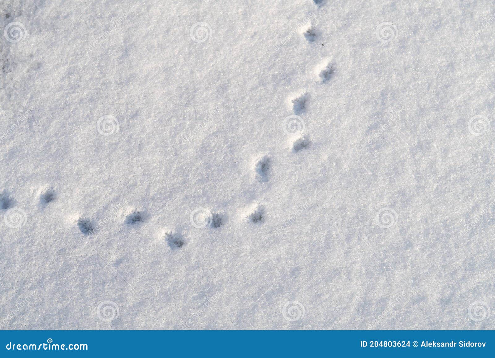 Mouse Footprints In The Snow, A Chain Of Footprints On A Thin Layer Of ...