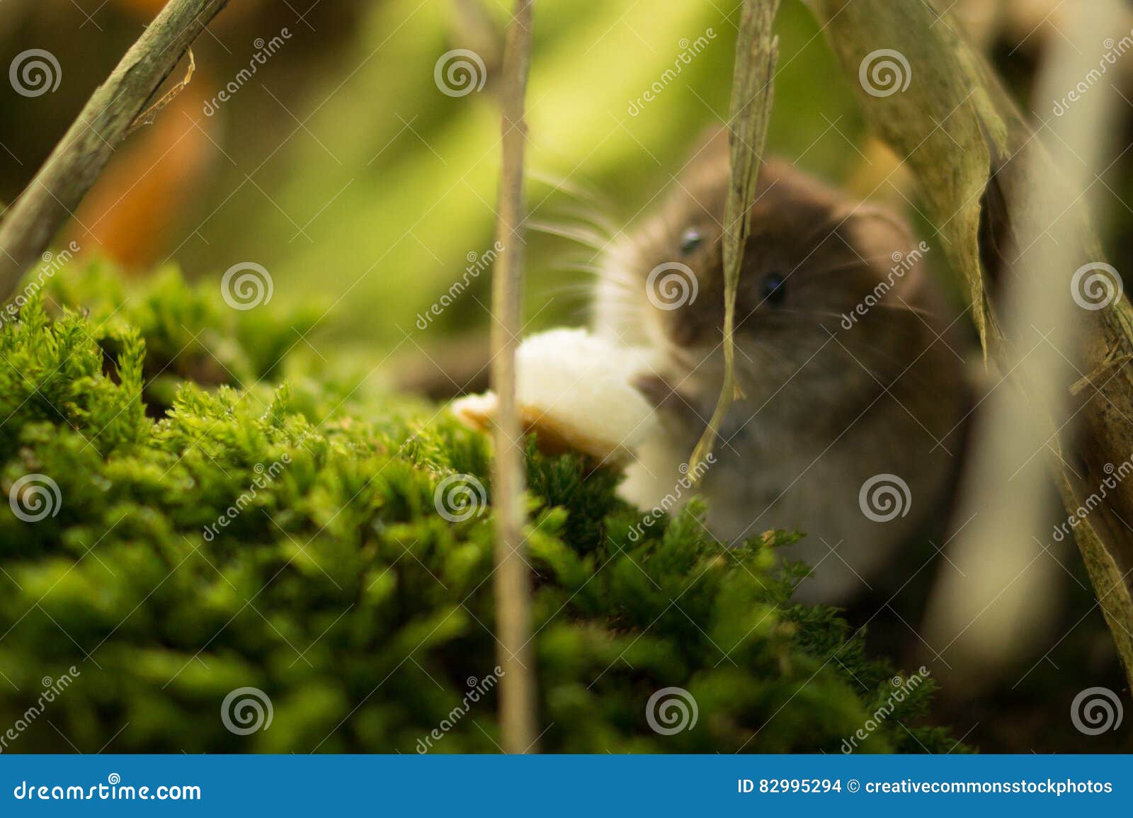 Mouse In Forest Picture. Image: 82995294