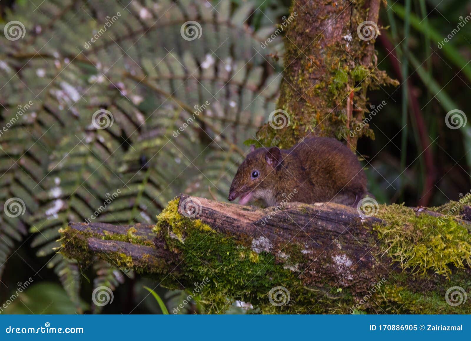 Mouse at the forest stock image. Image of nature, environment - 170886905