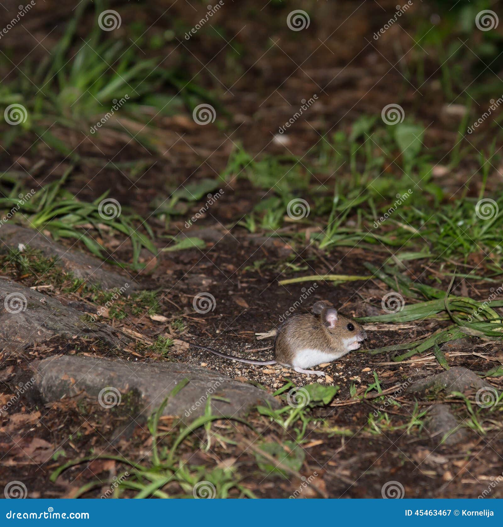 Mouse stock image. Image of shot, pest, leaf, scene, hungry - 45463467
