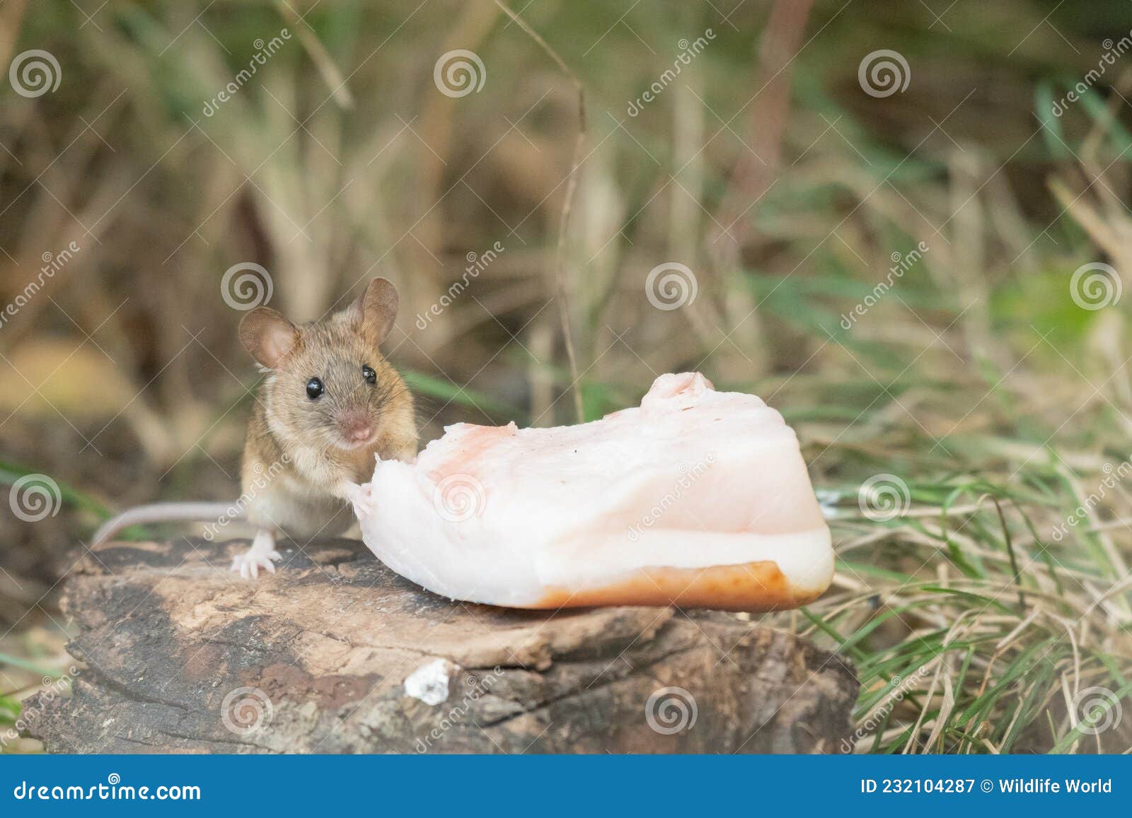 A Mouse in the Forest Eats Lard Brought by a Man. Wood Mice Apodemus ...