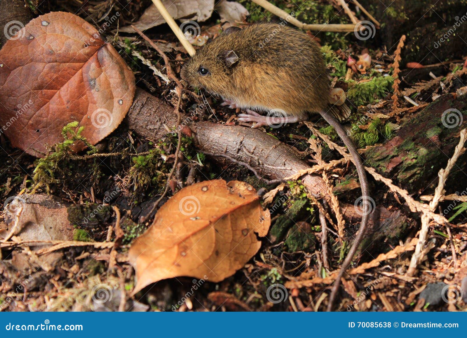 Mouse on the Forest Floor stock photo. Image of organism - 70085638